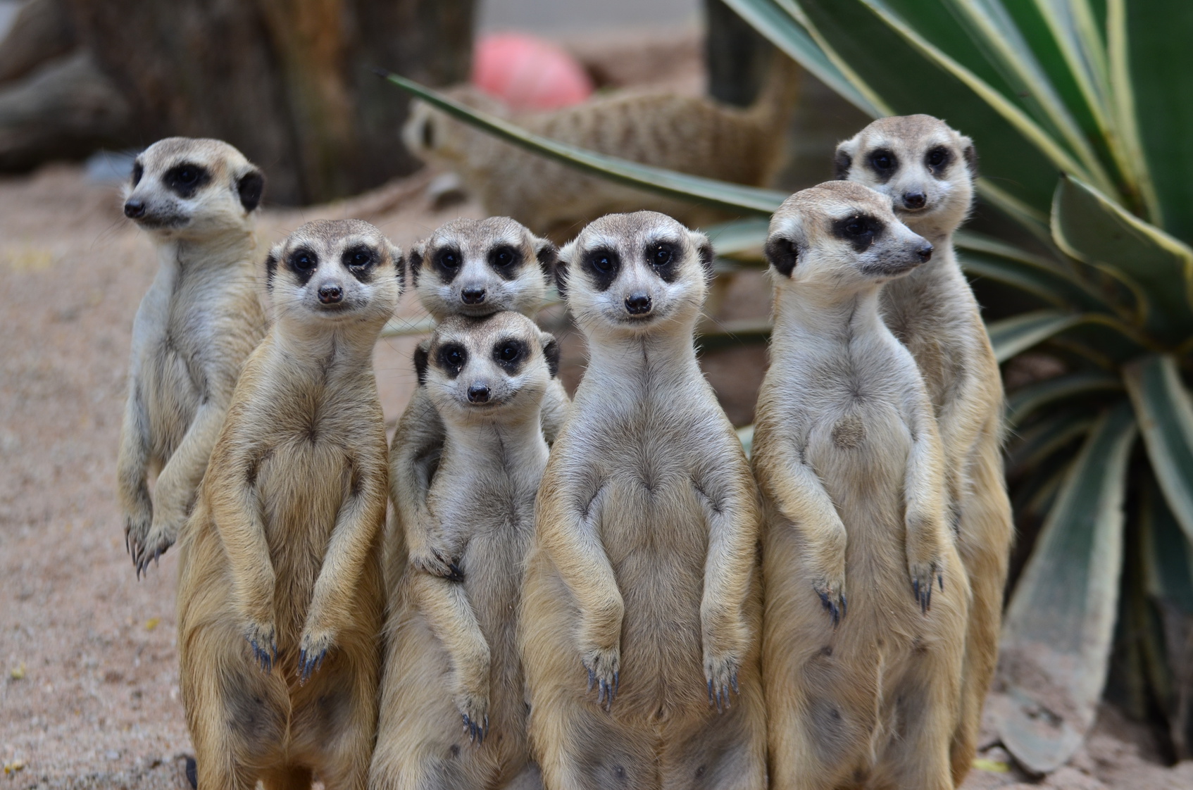 suricate family - BondGuide